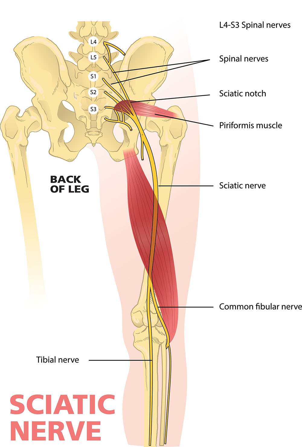 Sciatica Relief Through Gentle, Targeted Osteopathic Care